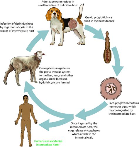 Figure 1 From Liver Cystic Echinococcosis A Parasitic Review