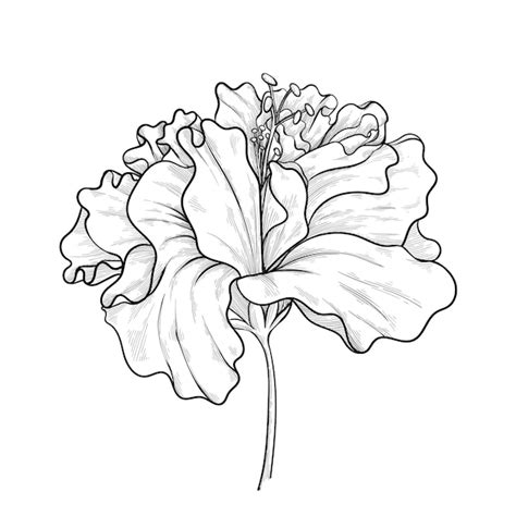 Premium Vector Curly Hibiscus Bud Icon A Large Flower Is Drawn With