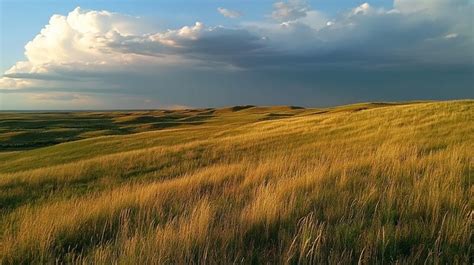 Free Golden Grassy Plains Image Golden Grassy Plains Download At
