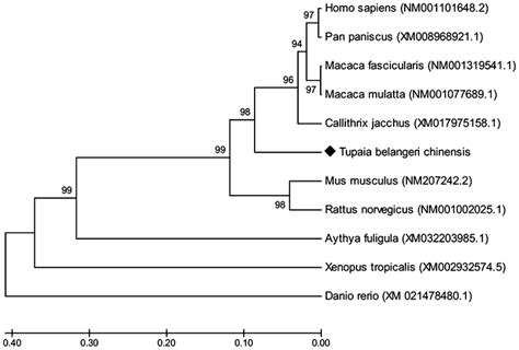 Phylogenetic Relationship Of The Tree Shrew NPC1L1 With Ten Other Download Scientific Diagram