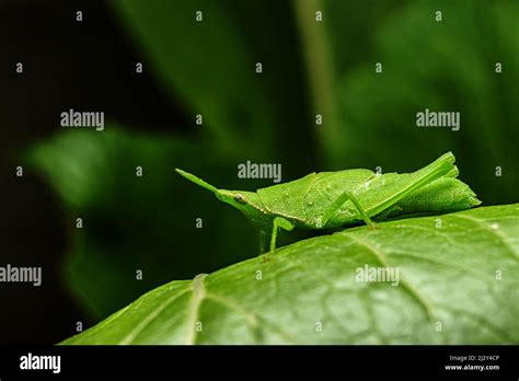 Acrida Cinerea Sometimes Called The Oriental Longheaded Grasshopper Or