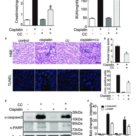 Compound C Attenuates Cisplatin Induced Aki In Mice C57bl6 Mice