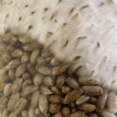 Mushroom Spawn — River City Mushrooms