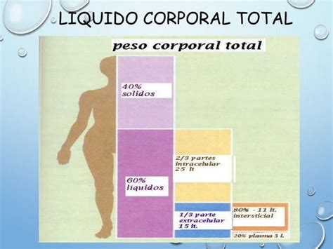 Los Compartimientos Del Liquido Corporal Ppt
