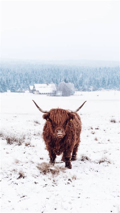 Highland Cow Wallpapers Wallpaper Cave