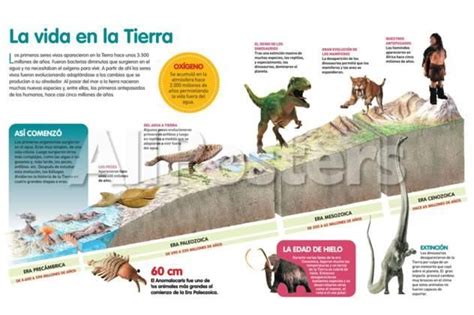 Infografía Que Describe La Evolución De La Vida En La Tierra a Través