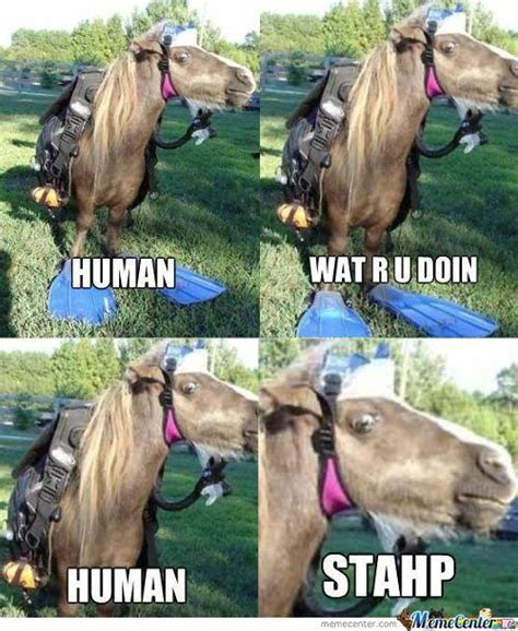 Stahp Know Your Meme