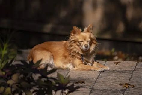 17 Potential Causes Of Anxiety In Dogs You Should Know