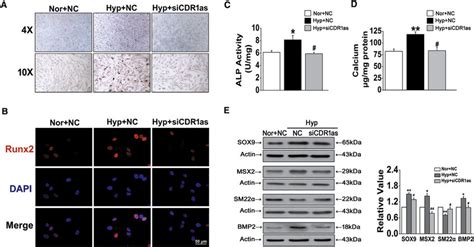 SiRNA Targeting CDR1as SiCDR1as Prevents HPASMC Calcification In Hyp