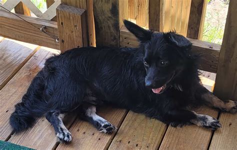 Adorable Corgi Dachshund Mix