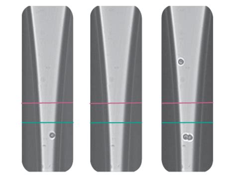 Mastering Single Cell Sequencing From Library Preparation To Sequencing Cellenion