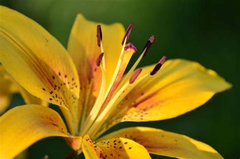 Free Images Nature Blossom Flower Petal Rose Botany Yellow Flora Wildflower Flowers