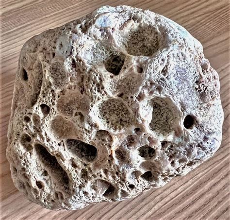 Coral Or Sponge Fossil Id The Fossil Forum