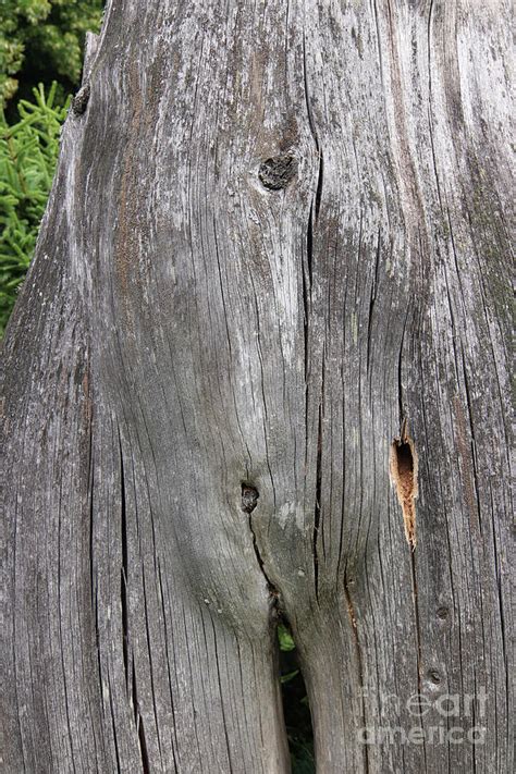 Eve Bizarrely Shaped Tree Trunk Looking Like Naked Woman Photograph By Michal Boubin