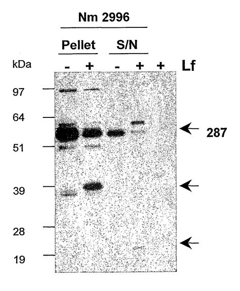 Lactoferrin Cleavage Of Neisserial Proteins Eureka Patsnap
