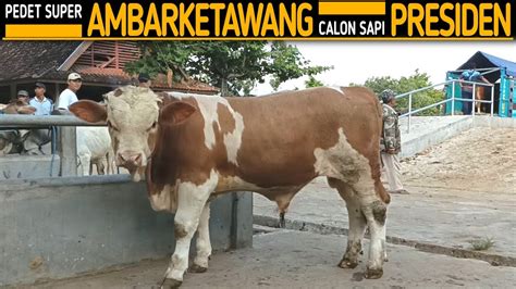 Pedet Simental Marlboro Super Pasar Ambarketawang Calon Sapi RI 1