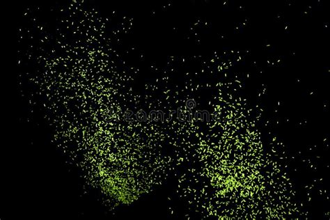 Green Particles Explosion On Black Background Color Dust Splash Use For Abstract Background