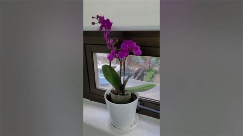 호접란 호접란 란꽃 난꽃 Youtube