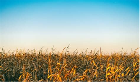 Entenda os impactos da estiagem no agronegócio