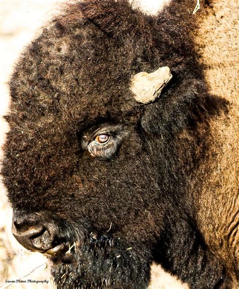 Bison Biology Bison Facts And Ecology Insights All About Bison