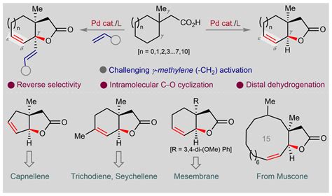A Simpler Approach For Constructing Sophisticated Bicyclic Lactones Research Communities By