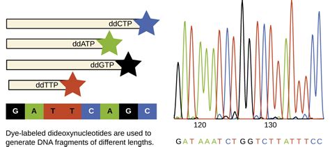 102 Visualizing And Characterizing Dna Biology Libretexts