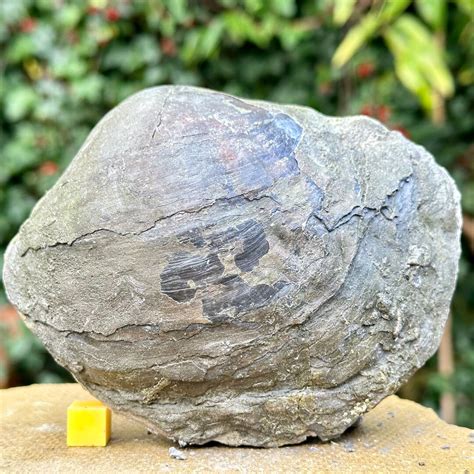 Giant Gryphaea Fossil Bivalve Oxford Clay Redcliff Point Etsy Giant Gryphaea Fossil Bivalve Oxford Clay Redcliff Point Etsy