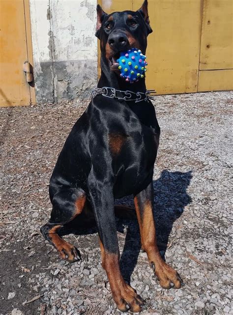 15 Funny Doberman Pinschers That Youll Happy To See Page 3 Of 5