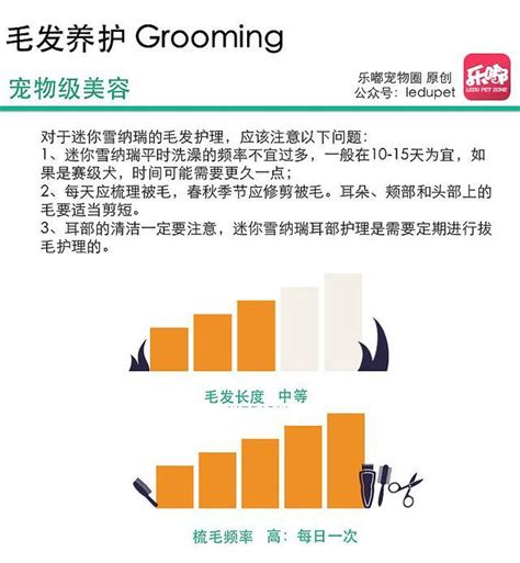 迷你雪納瑞 美國AKC標準圖譜 每日頭條
