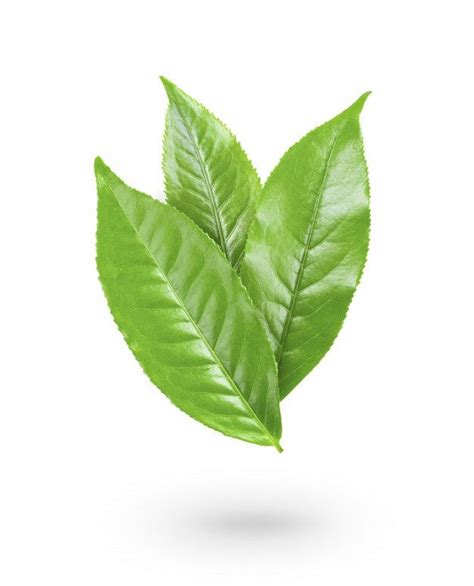 화이트에 녹차 잎 프리미엄 사진 녹색 미학 짙은 녹색 미학 녹차