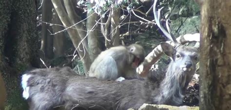 Diese Affen Haben Sex Mit Hirschen Brights Die Natur Des Zweifels