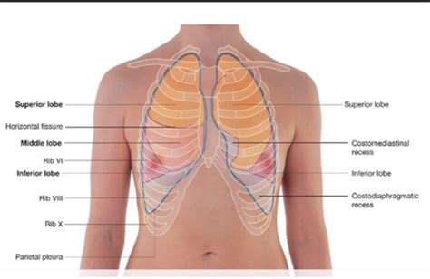 Surface Anatomy Lung