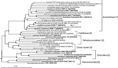 Evolutionary Dendrogram Of The Bacterial Phylum Chloroflexi Inferred
