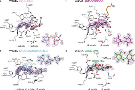 Thio Saccharide Analogues Are Bound In The Active Site Of The HvExoI