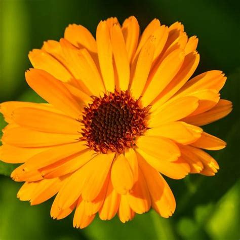 Fleur Jaune