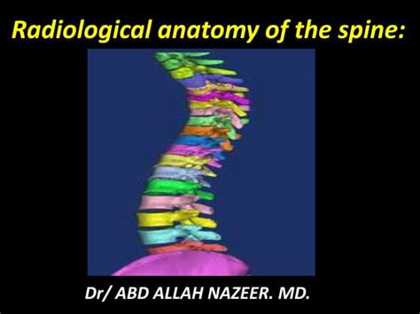 Presentation1 Pptx Normal Spinal Anatomy Pptx
