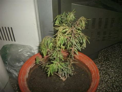 網紅植物紅豆杉換個透氣土避免干尖黃葉好好養很珍貴 每日頭條