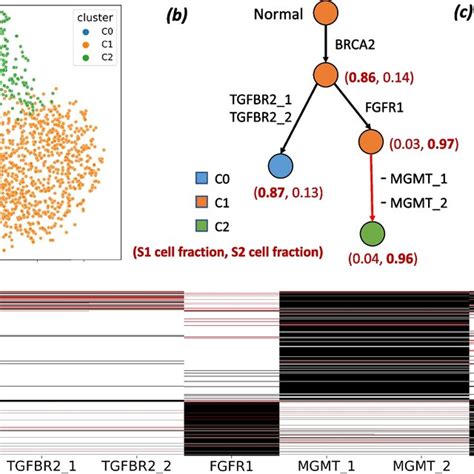 ConDoR Provides Insights Into The Evolution And Spatial Clonal