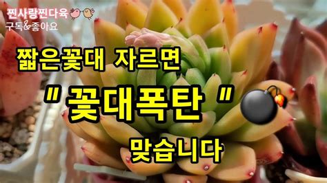 20230206 다육이 꽃대자르는 시기 🌸💕 Youtube