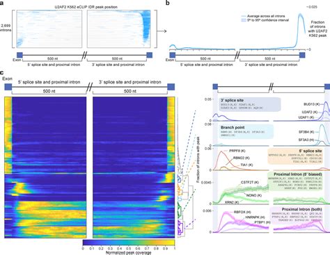 Meta Exon Plots Reveal Intronic Regulatory Roles A Each Line Indicates