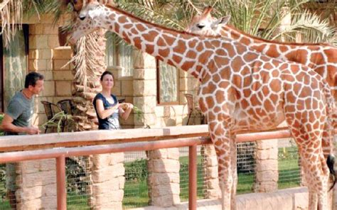 افضل 7 انشطة في حديقة الحيوانات ابوظبي الامارات رحلاتك