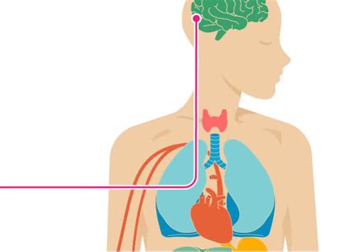 Signs And Symptoms Of Upper Motor Neuron Lesion