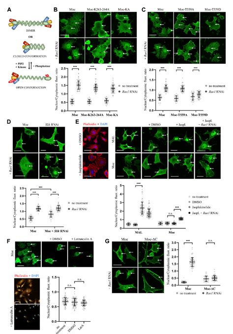 Figure 2 From A Bipartite Nls Motif Mediates The Nuclear Import Of
