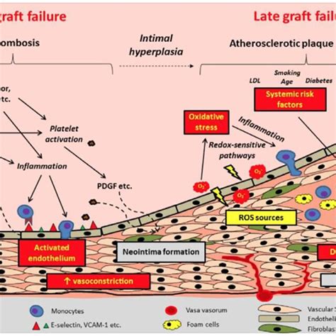 Characteristics Of Oral P2y 12 Inhibitors Download Scientific Diagram