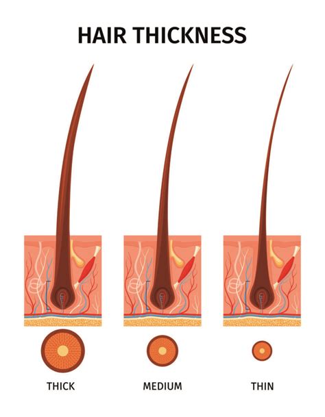 Understanding The Hair Types And Hair Typing Systems Hood MWR