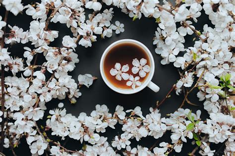검은 색 배경에 향기롭고 꽃무늬의 맛있는 차가 있는 흰색 큰 컵으로 살구 꽃잎으로 장식되어 있습니다 아침 식사 건강 한방 치료