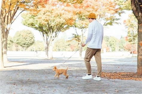 「朴訥」の意味と使い方！褒め言葉？「朴訥とした人」とは？｜例文｜語彙力com