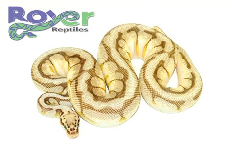 X Treme Gene Pastel Spider Butter Yellowbelly Ball Python By Jason