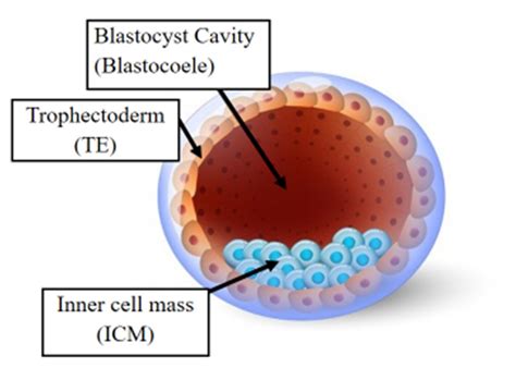 Medically Assisted Reproduction Encyclopedia Mdpi