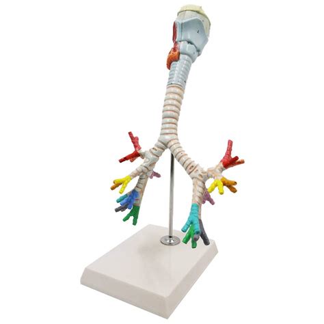 Buy Yuanzhou Human Larynx And Tracheobronchial Tree Model Larynx
